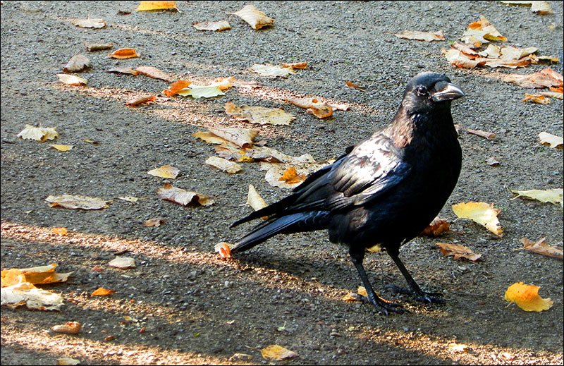 Rabe - Jahreszeiten - Galerie - Community