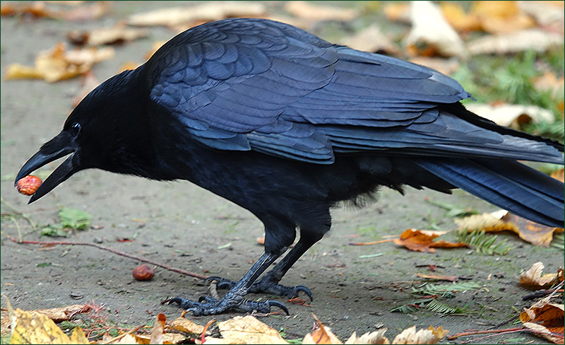 Rabe mit einer Nuss - Jahreszeiten - Galerie - Community