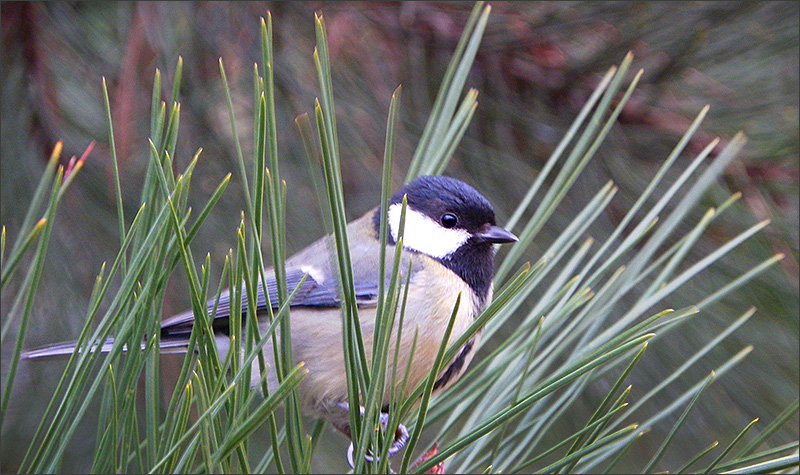 Meise - Jahreszeiten - Galerie - Community