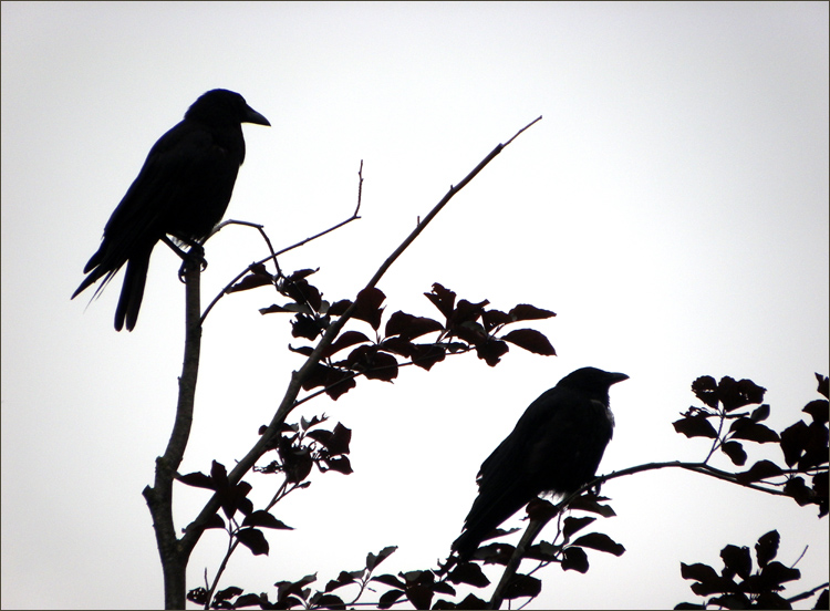 Zwei Raben - Jahreszeiten - Galerie - Community