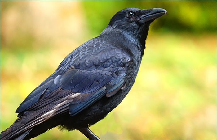 Rabe - Jahreszeiten - Galerie - Community