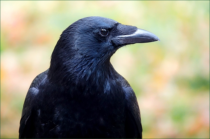 Rabe - Jahreszeiten - Galerie - Community